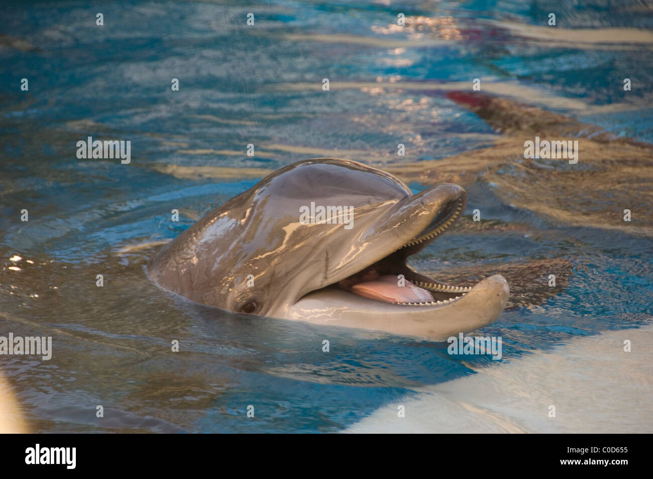 Close up of Dolphins Face with Open Mouth Stock Photo - Alamy
