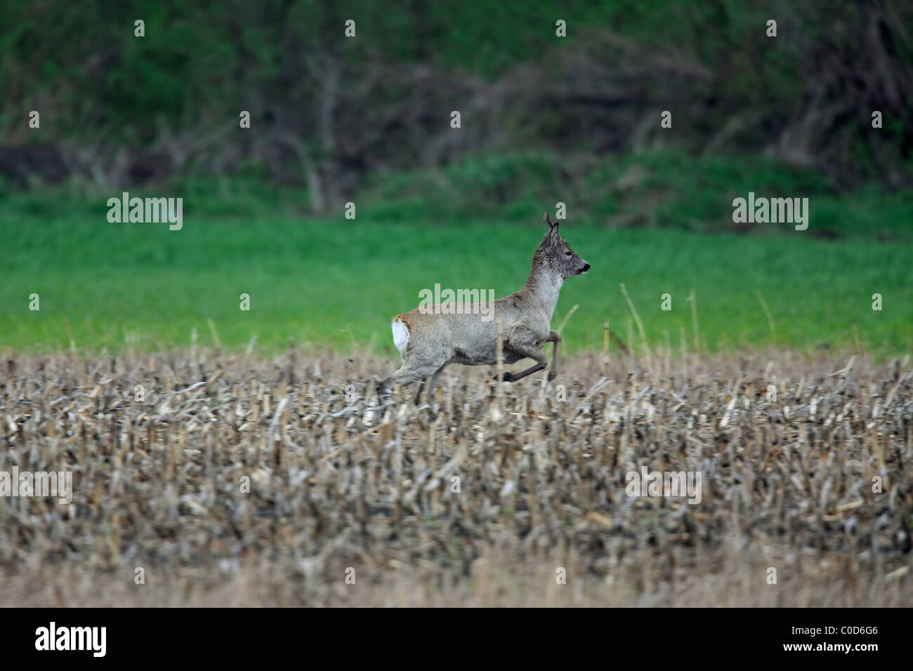 Roe deer (Capreolus capreolus) buck jumping in stubblefield, Austria ...