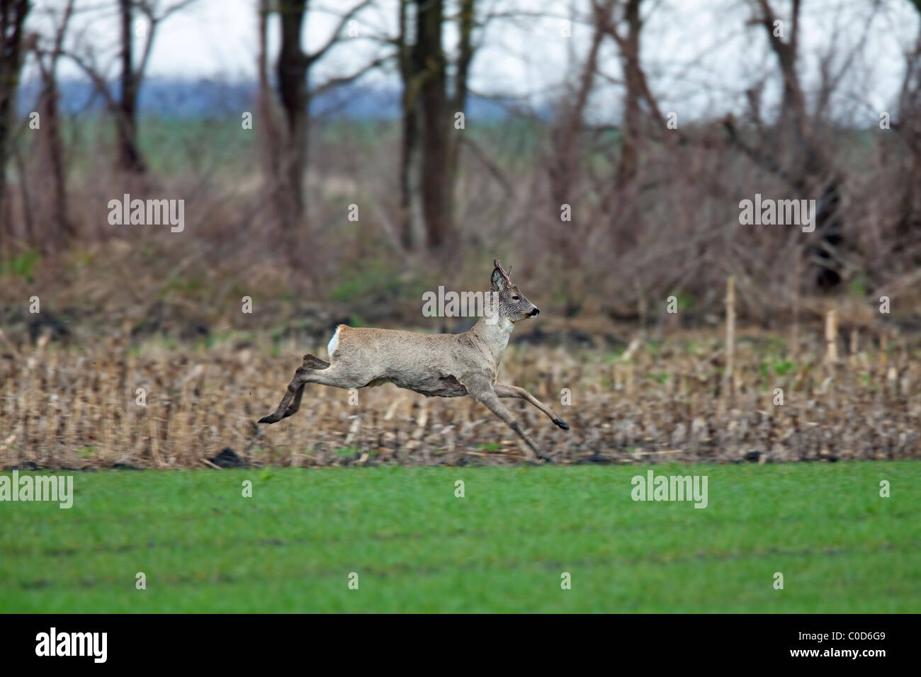 Roe deer (Capreolus capreolus) buck jumping in field, Austria Stock ...