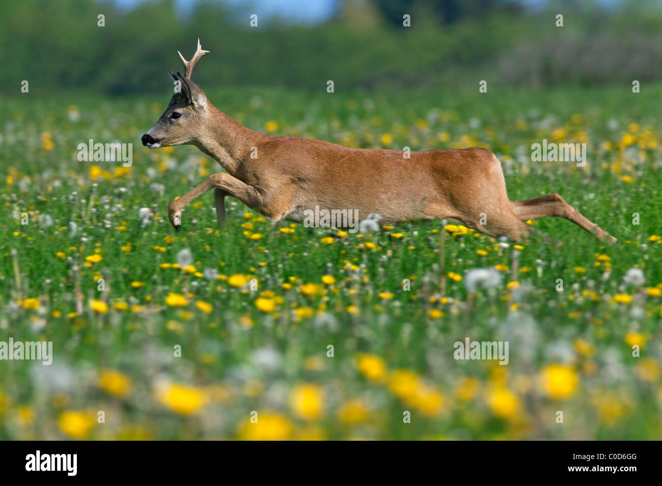 Roe deer (Capreolus capreolus) buck jumping in meadow with wildflowers ...