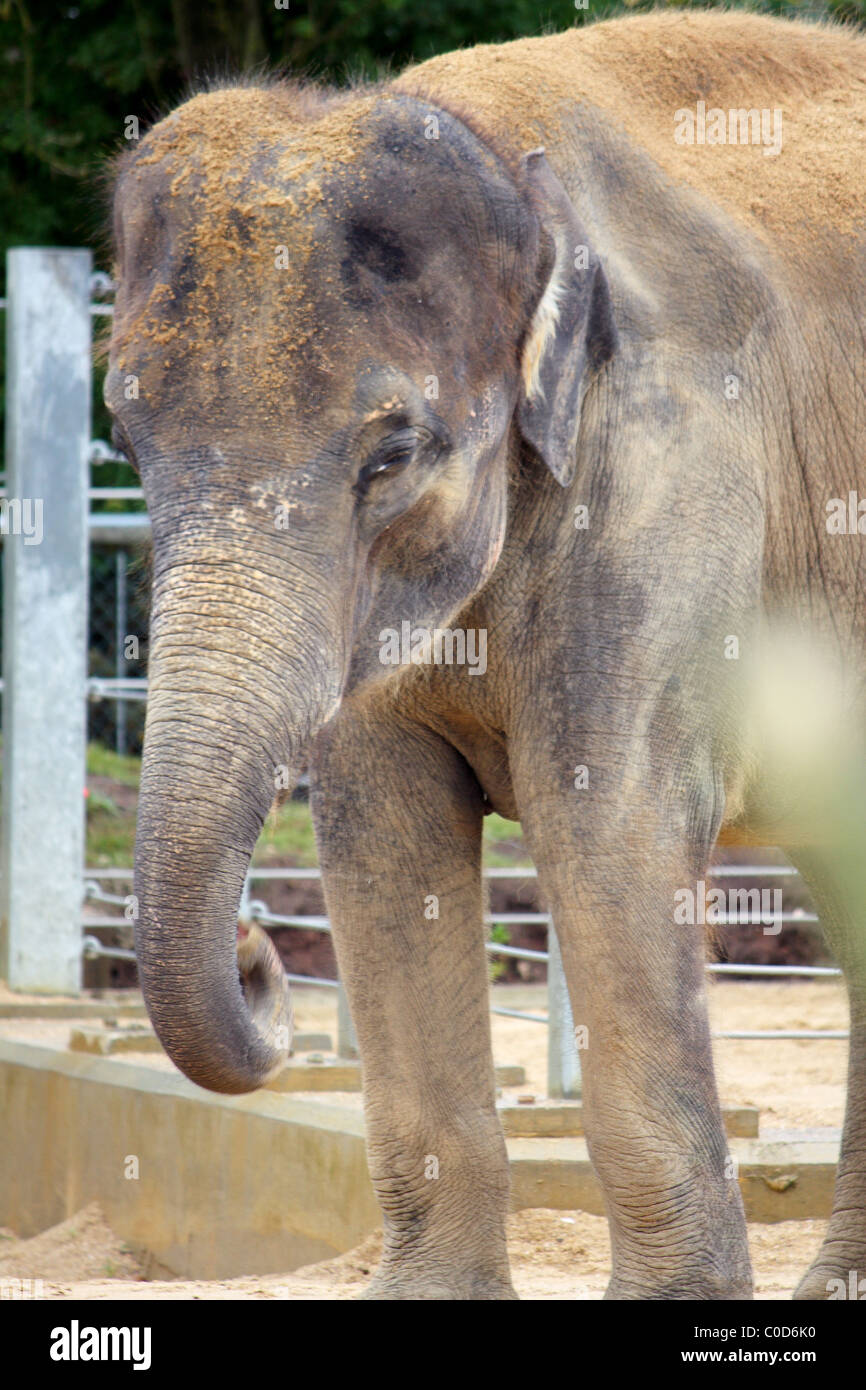 One big elephant at Twycross Zoo Stock Photo - Alamy
