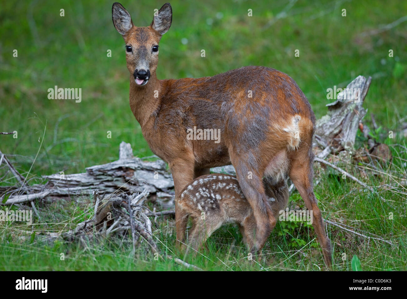 Young Doe High Resolution Stock Photography and Images - Alamy