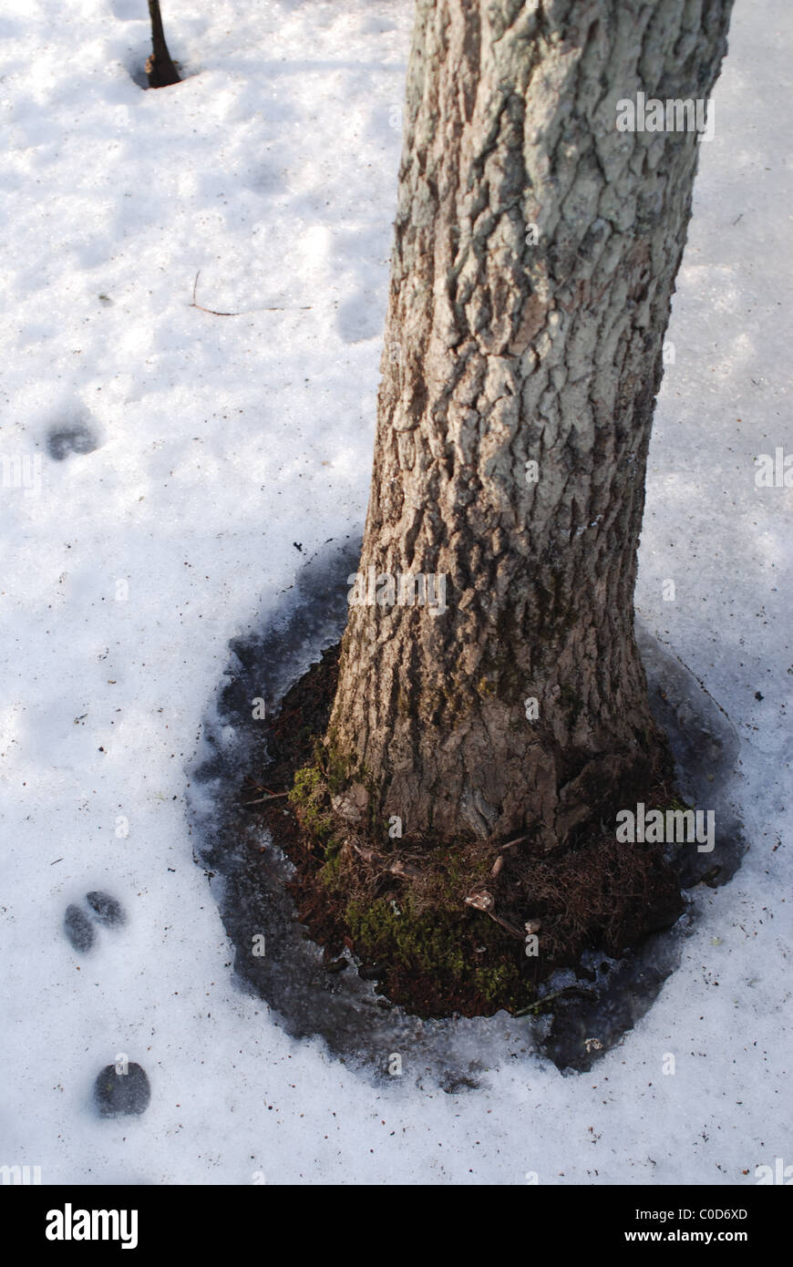 A tree trunk with snow melting around it, exposing the green moss ...