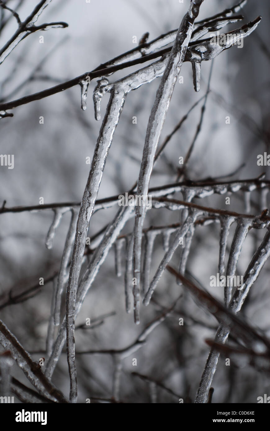 Dead twig hi-res stock photography and images - Alamy