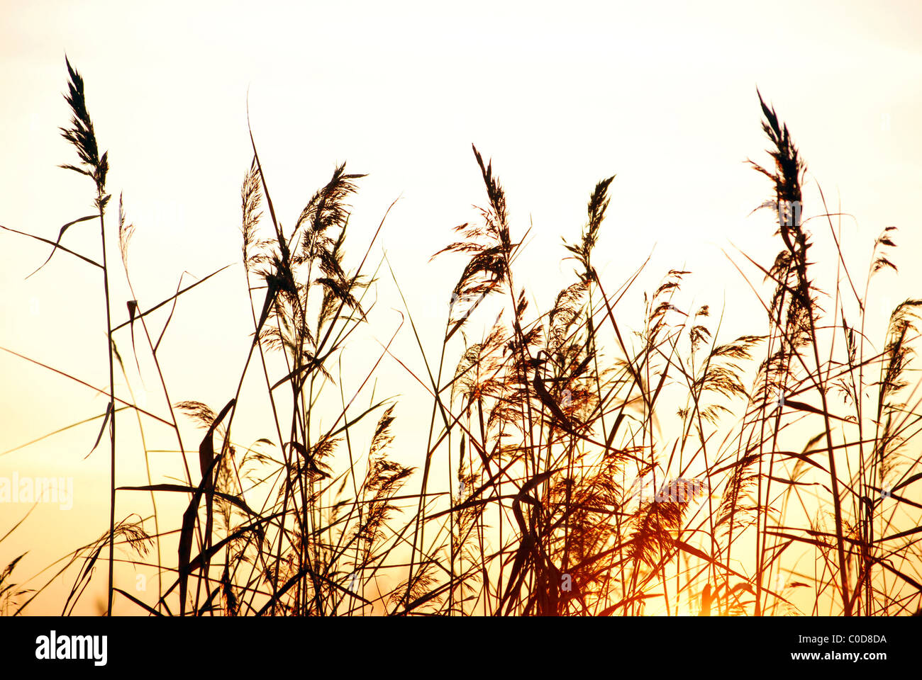 Bullrush silhouette hi-res stock photography and images - Alamy