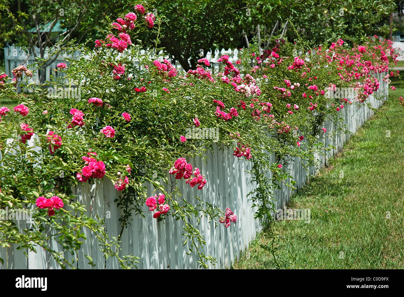 Rose covered hi-res stock photography and images - Alamy