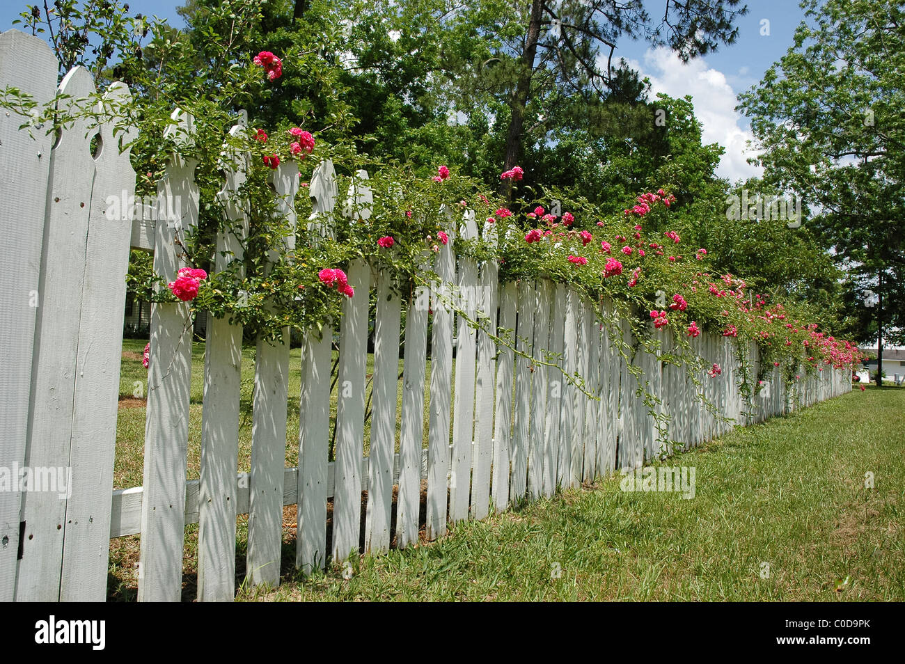Rose garden fencing hi-res stock photography and images - Alamy