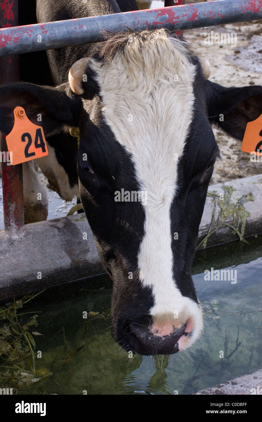 Tagged cow drinking water Stock Photo - Alamy