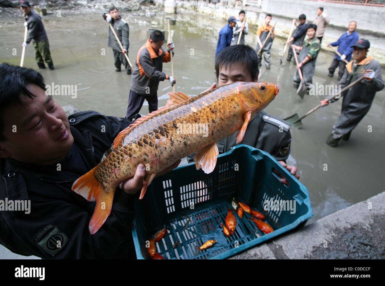 GIANT CARP A fisherman has shown off a 80-centimetre-long orange carp ...