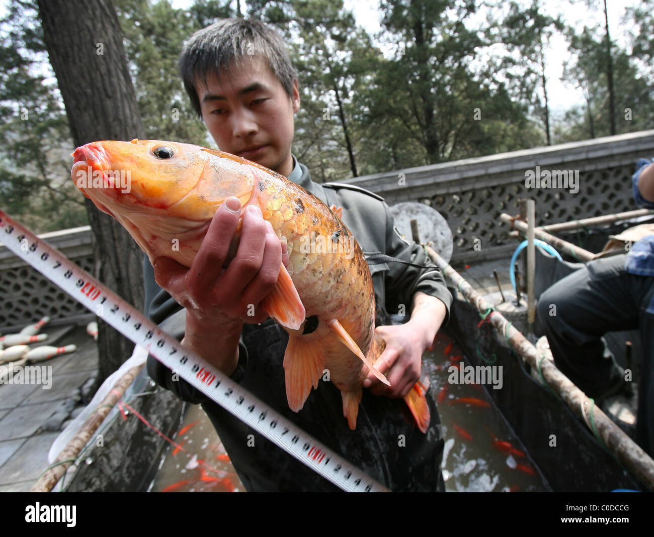 GIANT CARP A fisherman has shown off a 80-centimetre-long orange carp ...