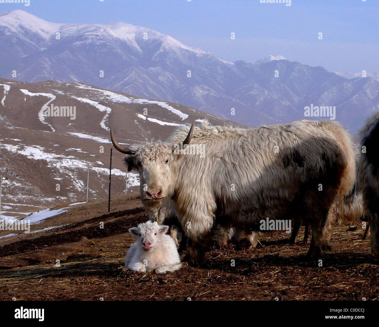 Tianzhu white yak hi-res stock photography and images - Alamy