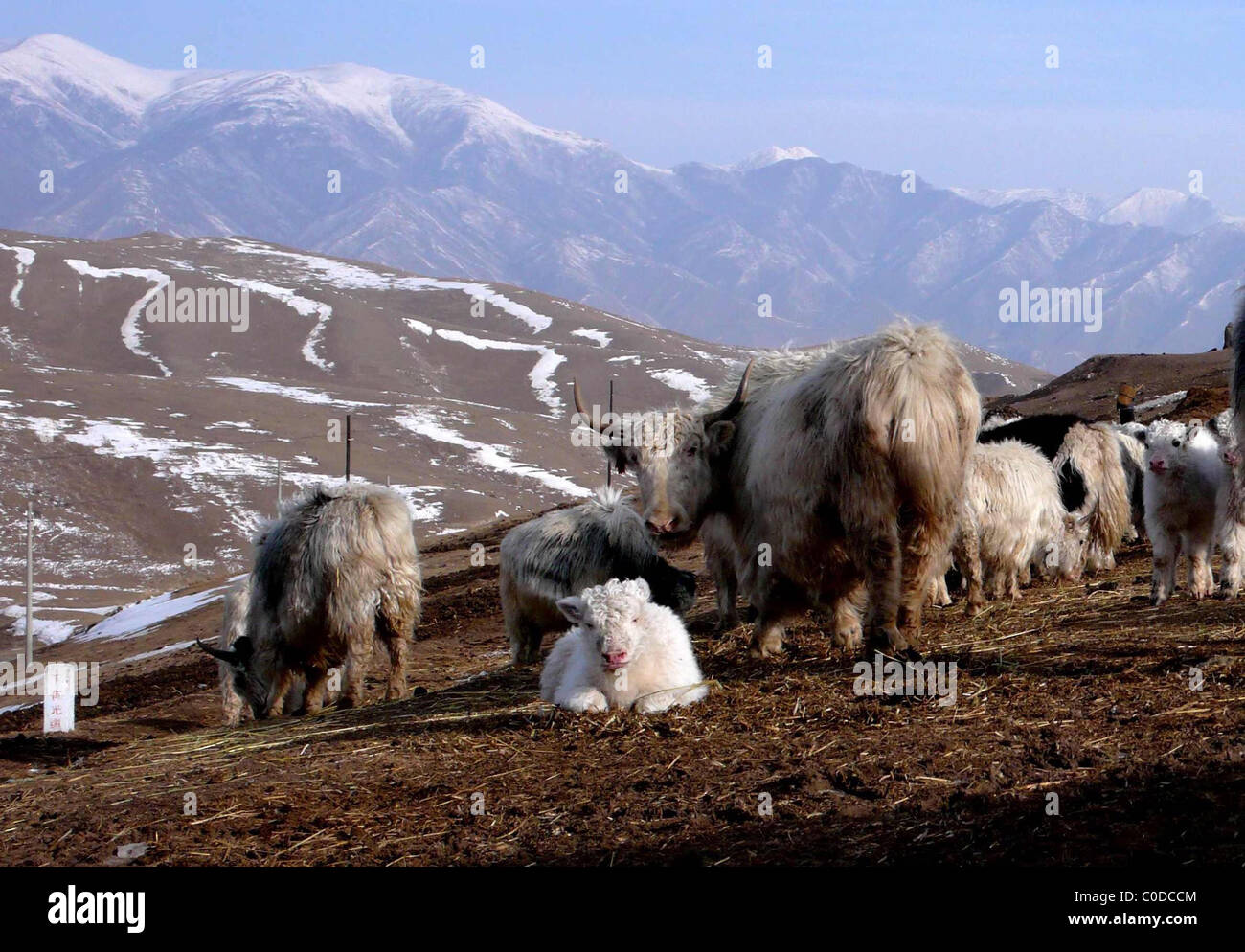 Tianzhu white yak hi-res stock photography and images - Alamy