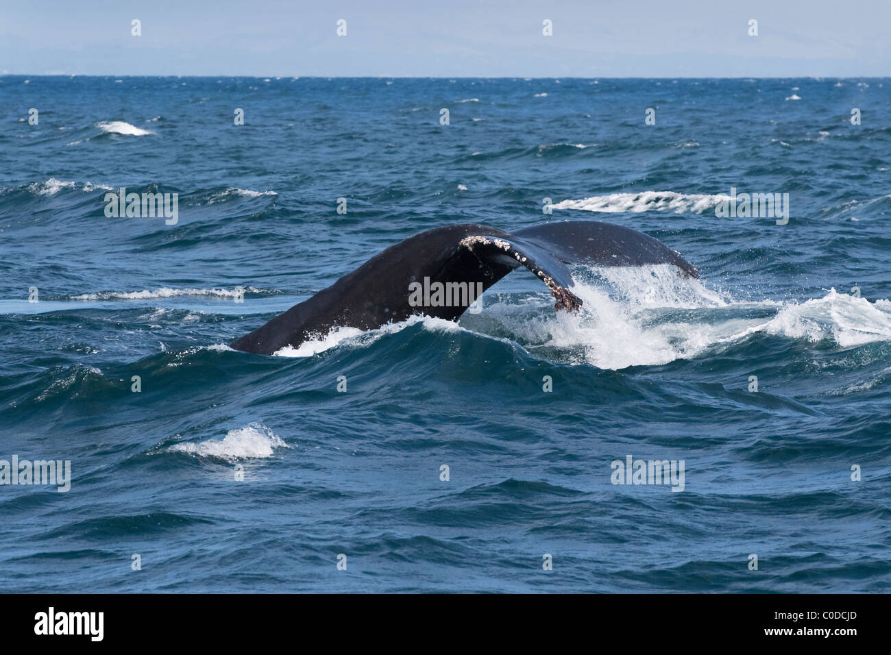 Humpback Whale (Megaptera novaeangliae) adult animal fluking. Monterey ...