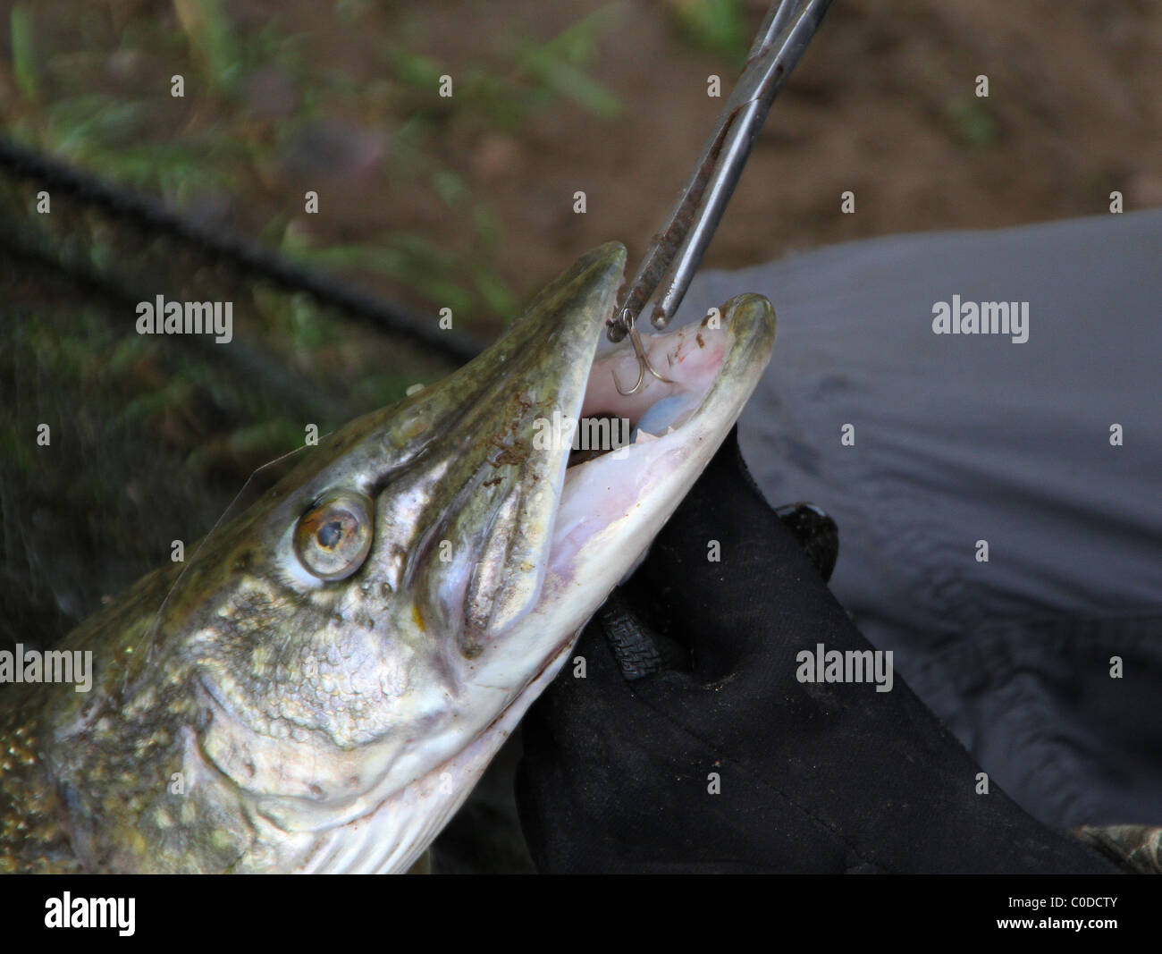 Remove fish pond hi-res stock photography and images - Alamy