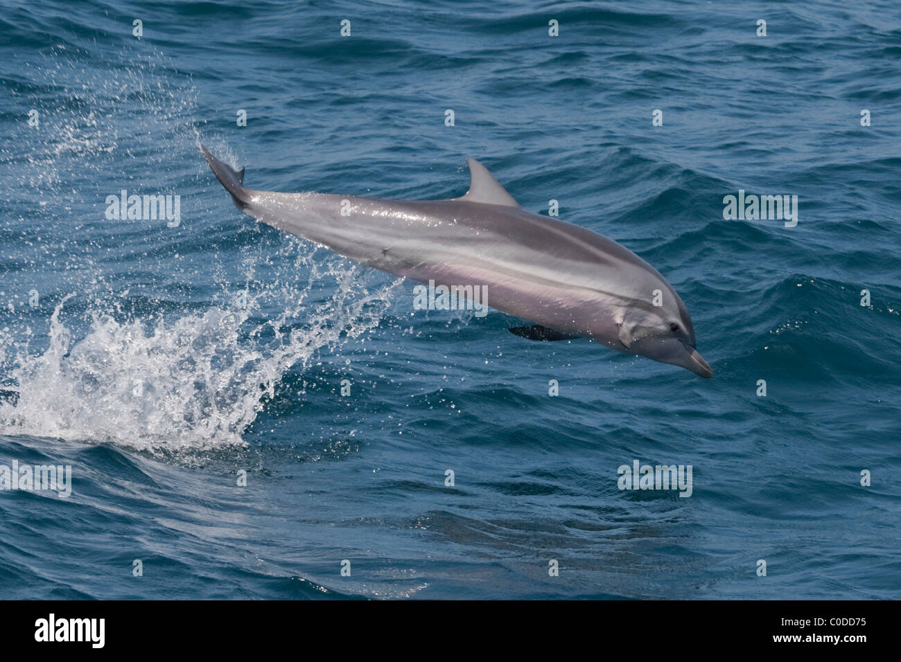 Striped Dolphin, Stenella Coeruleoalba, porpoising, Maldives, Indian ...