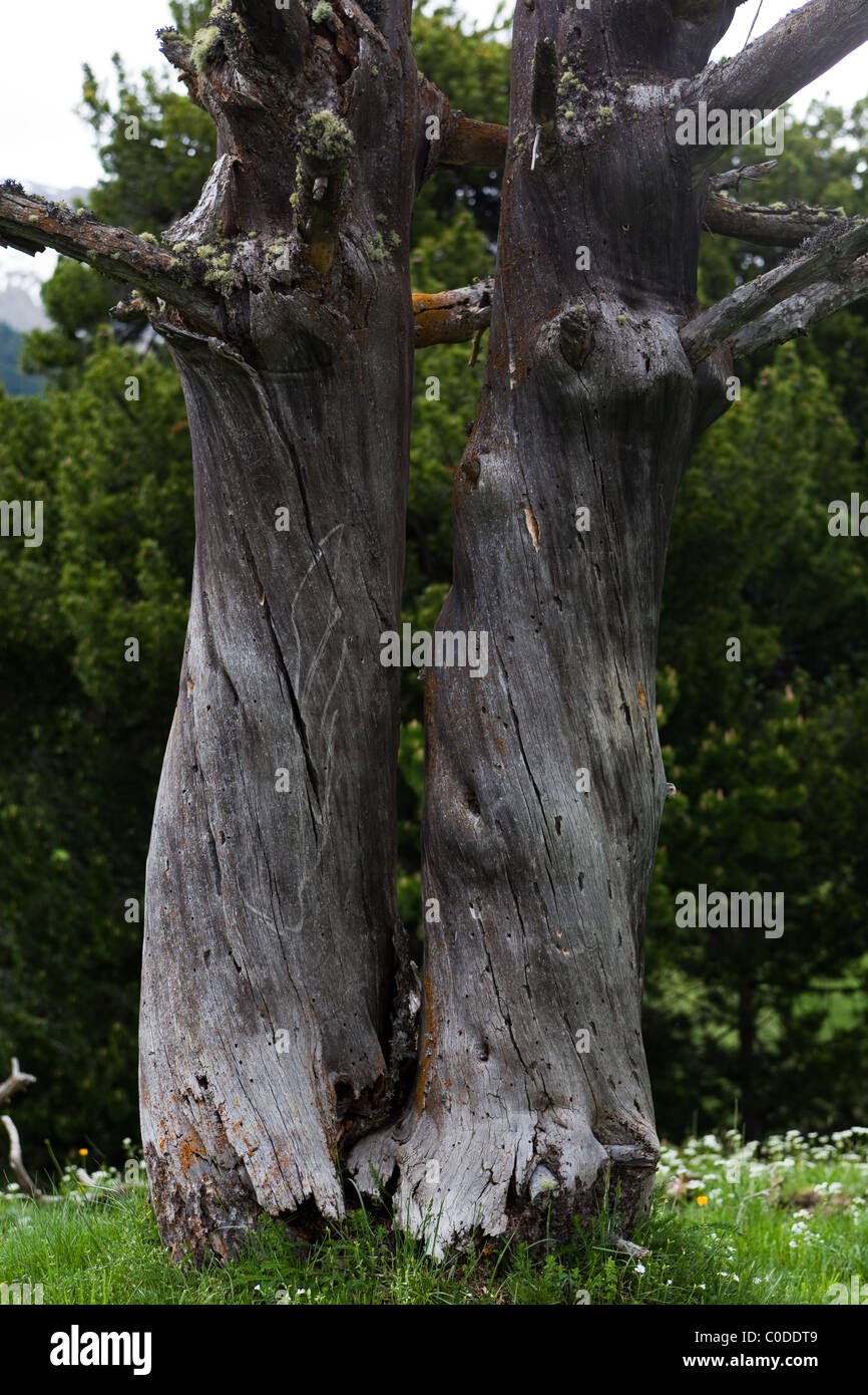 Gnarly old tree hi-res stock photography and images - Alamy