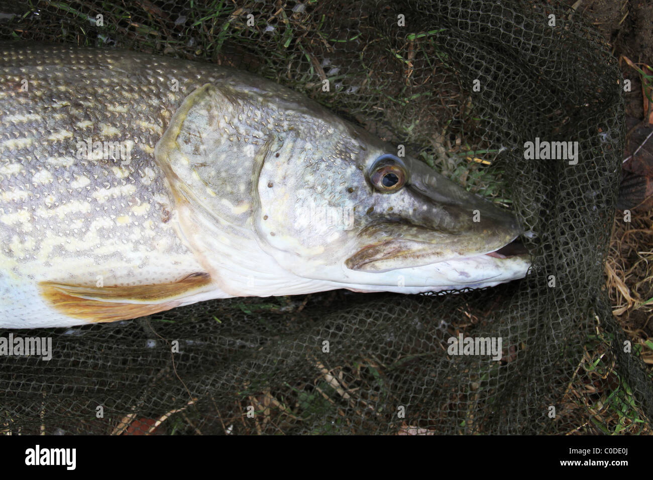 Pike and Pike fishing Stock Photo - Alamy