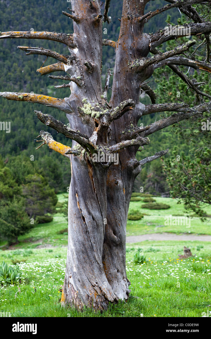 A pair of gnarly old tree trunks, Pyrenees, France Stock Photo - Alamy