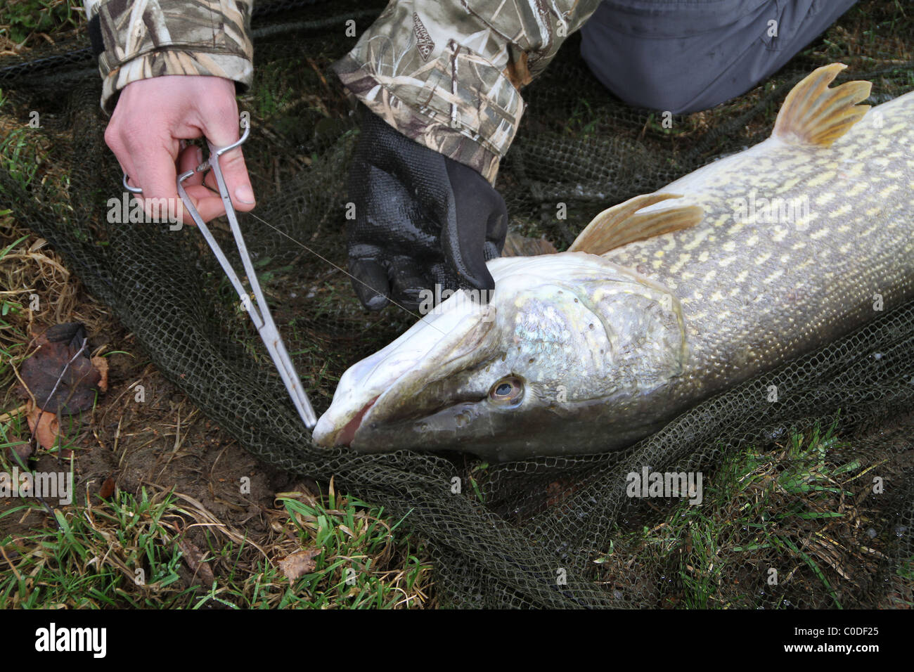 Remove fish pond hi-res stock photography and images - Alamy
