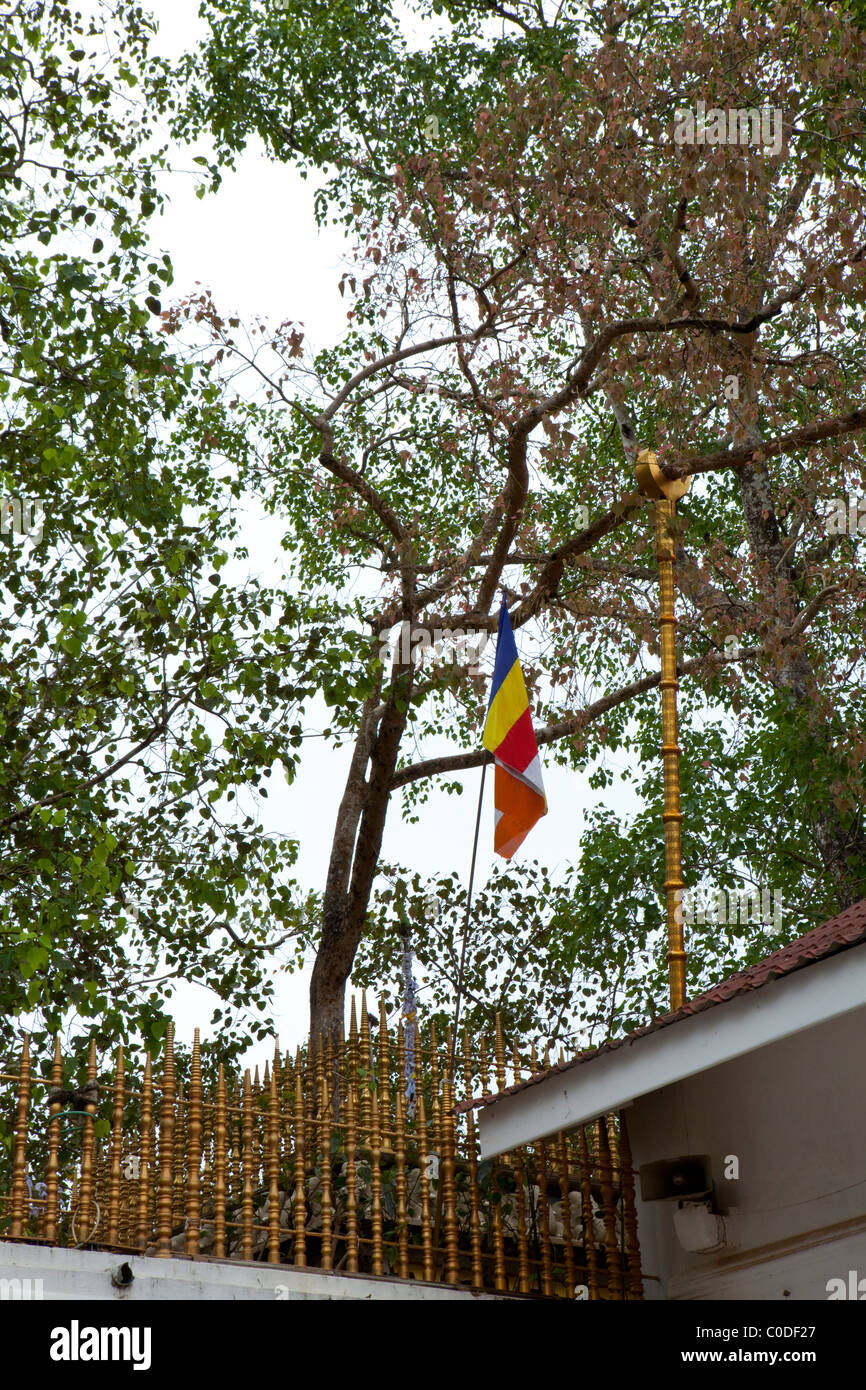 A view of the sacred Sri Maha Bodhi Tree in the ancient city of ...