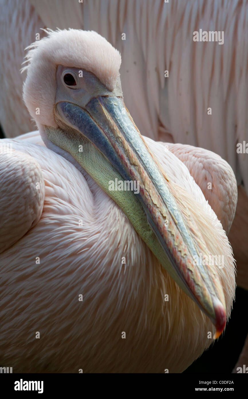 Great White Pelican (Pelecanus onocrotalus) also known as the Eastern ...