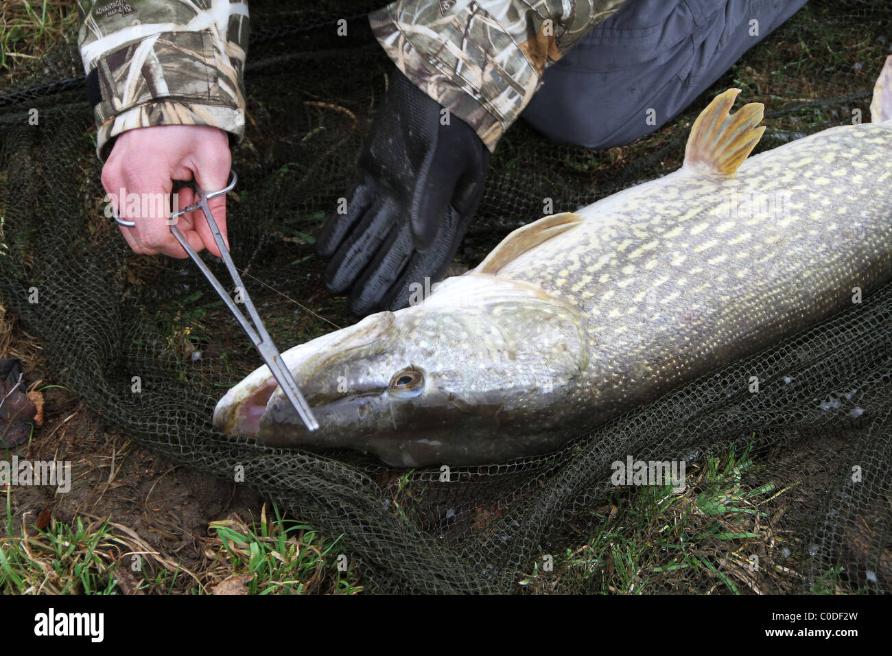 Pike and Pike fishing Stock Photo - Alamy
