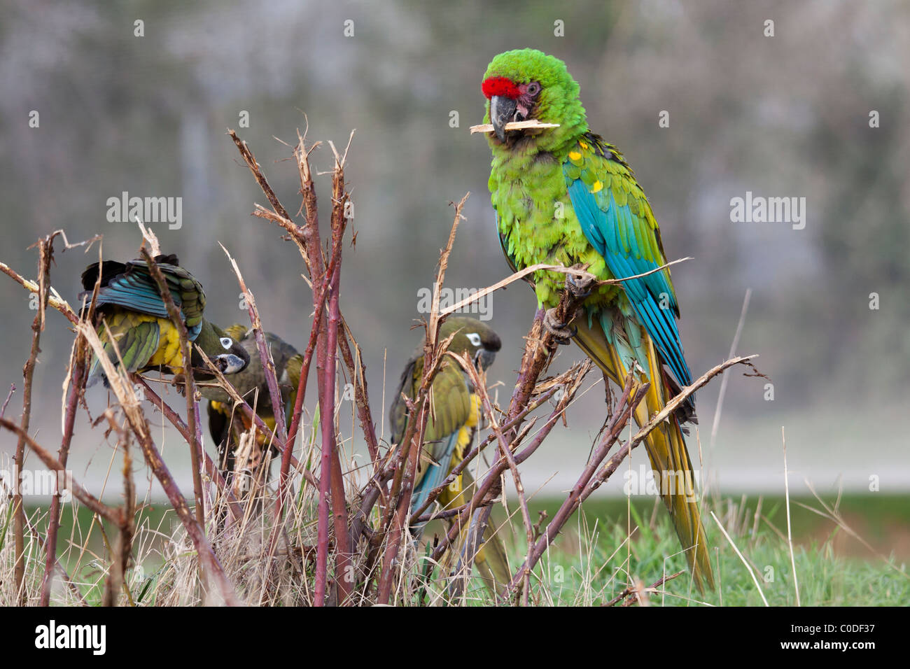 Military Macaw (Ara militaris) and other smaller parrots Stock Photo ...