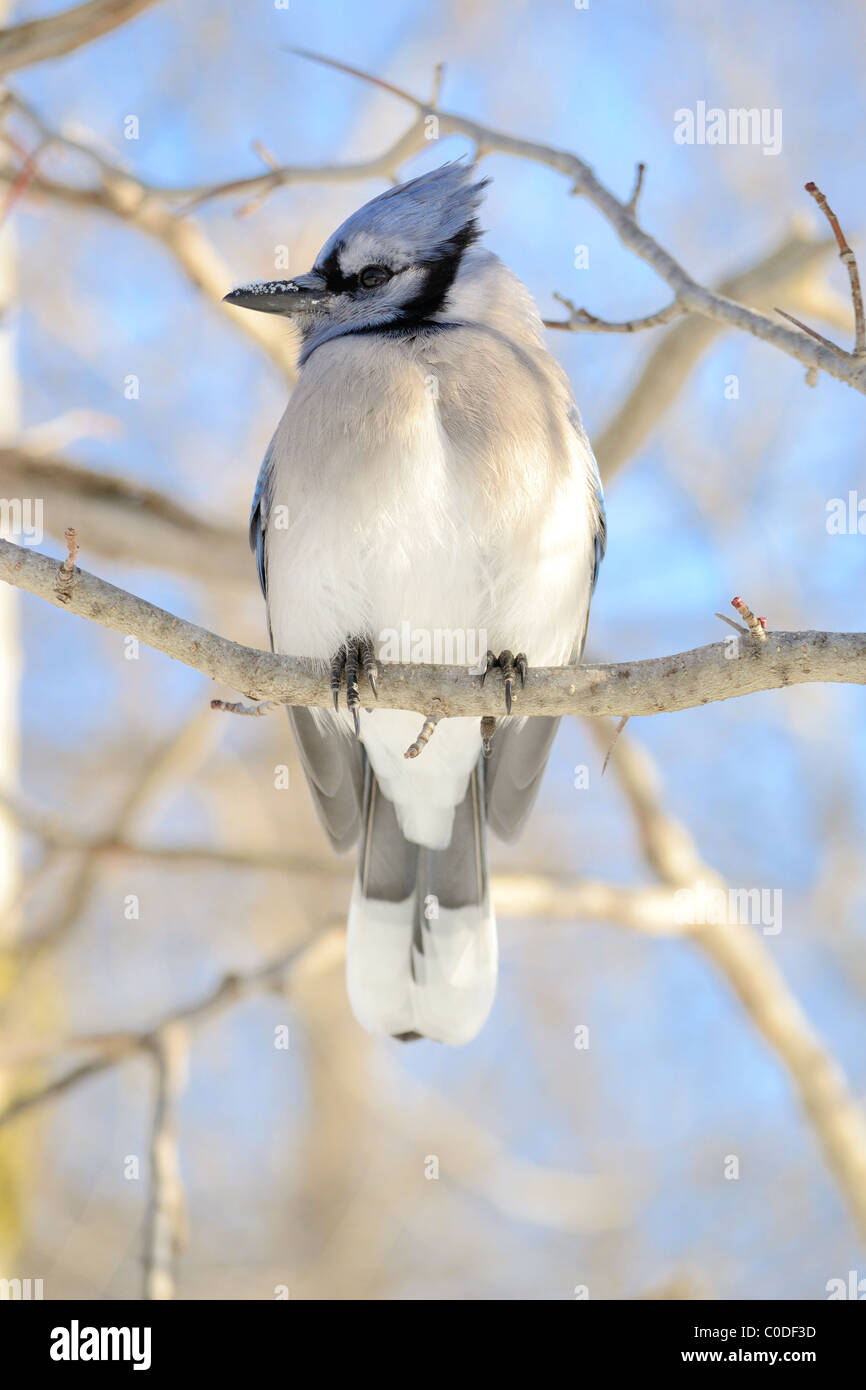 Jay blue hi-res stock photography and images - Alamy