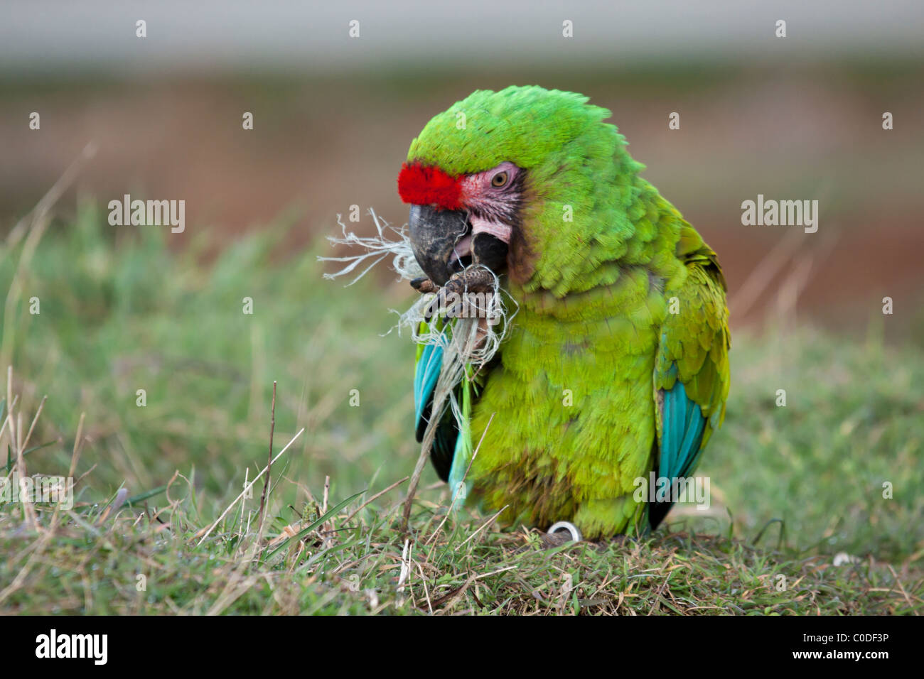 Military Macaw (Ara militaris Stock Photo - Alamy