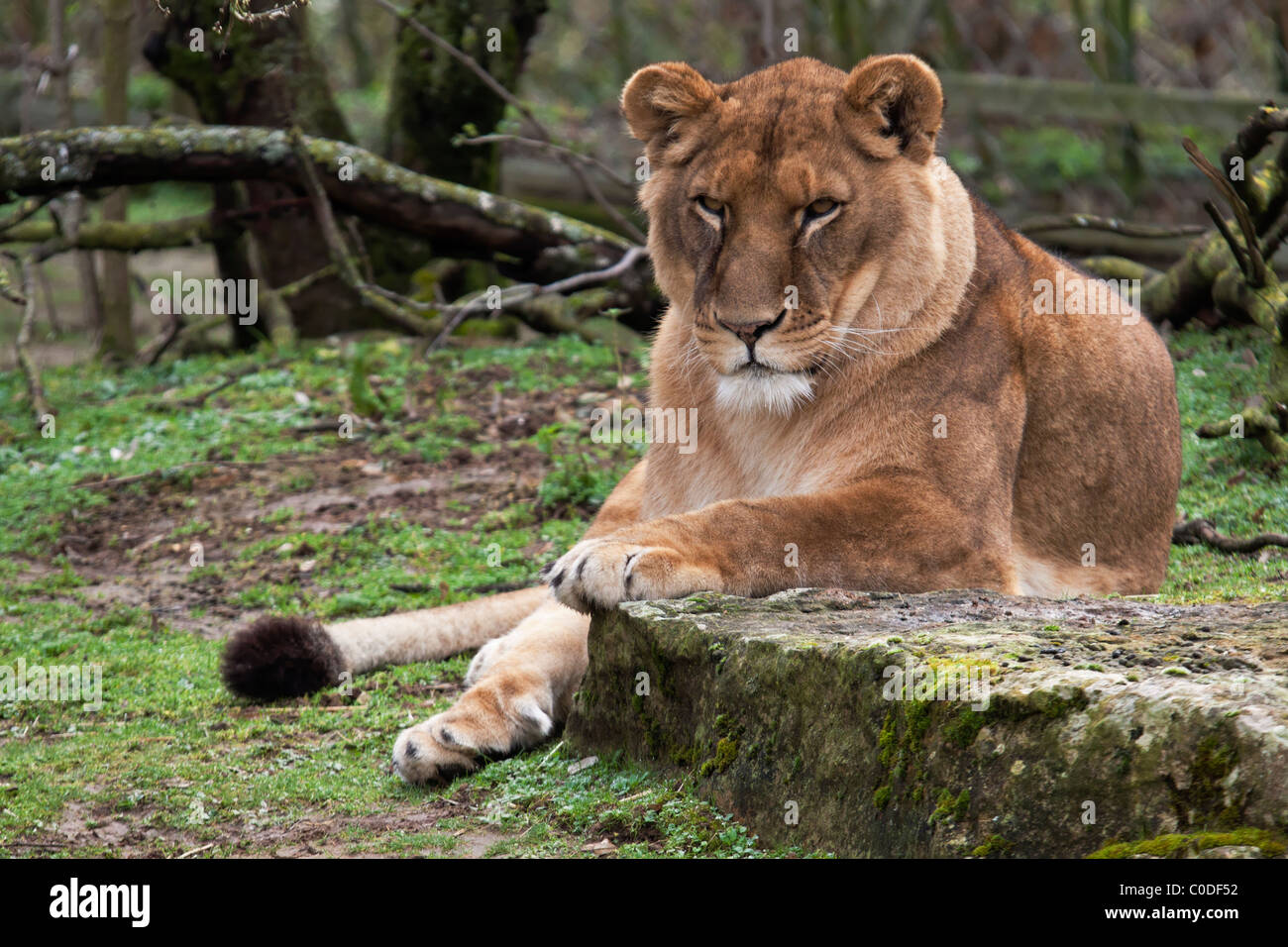 African lion panthera leo female hi-res stock photography and images ...