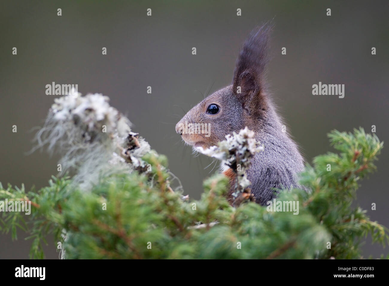 Eurasian red squirrel (Sciurus vulgaris) close up headshot in the pine ...