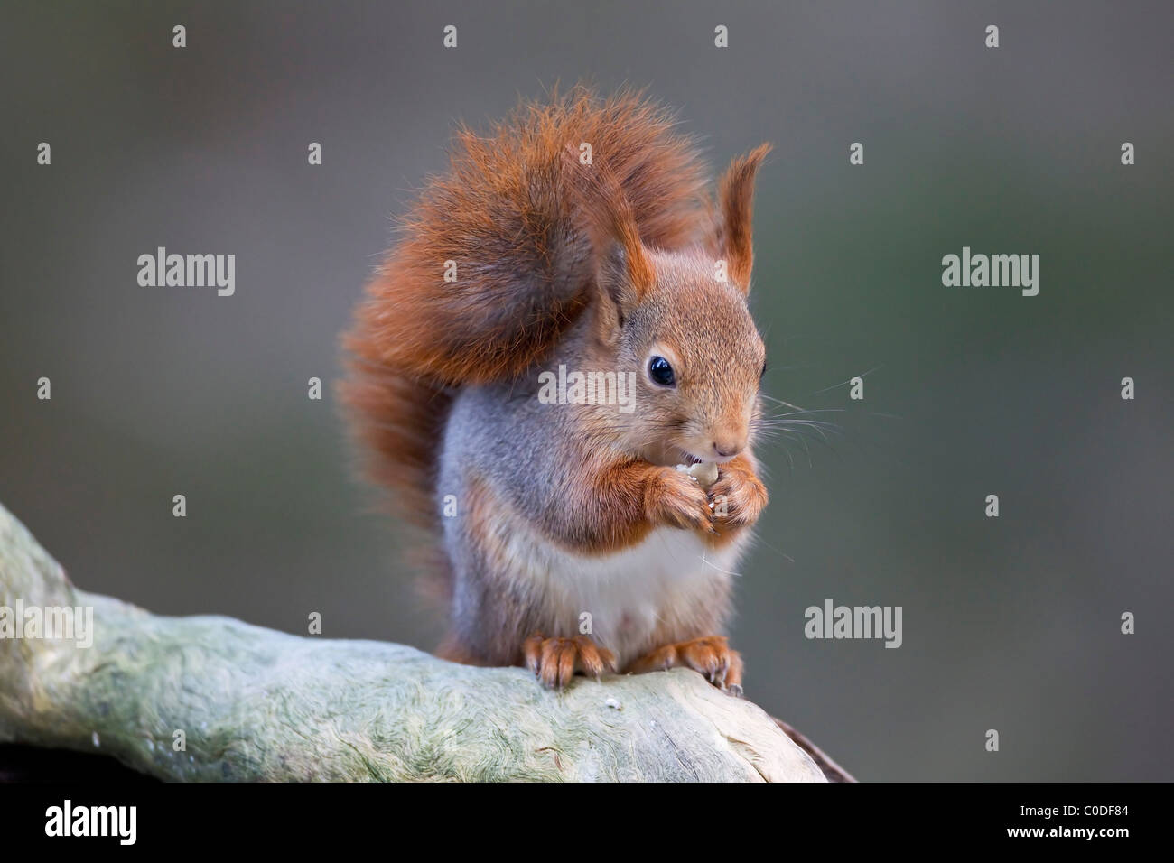 Temperate broadleaf forests hi-res stock photography and images - Alamy