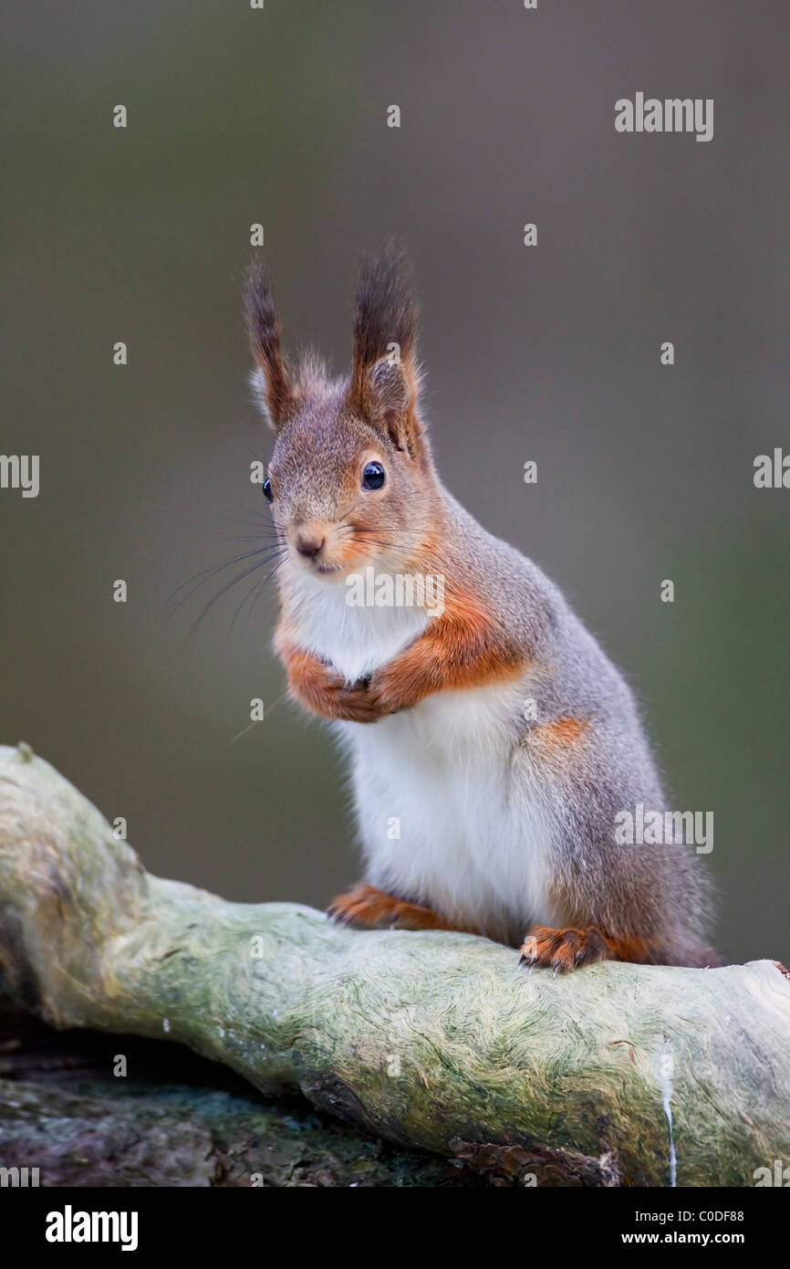Eurasian red squirrel (Sciurus vulgaris) in the pine forests of Norway ...