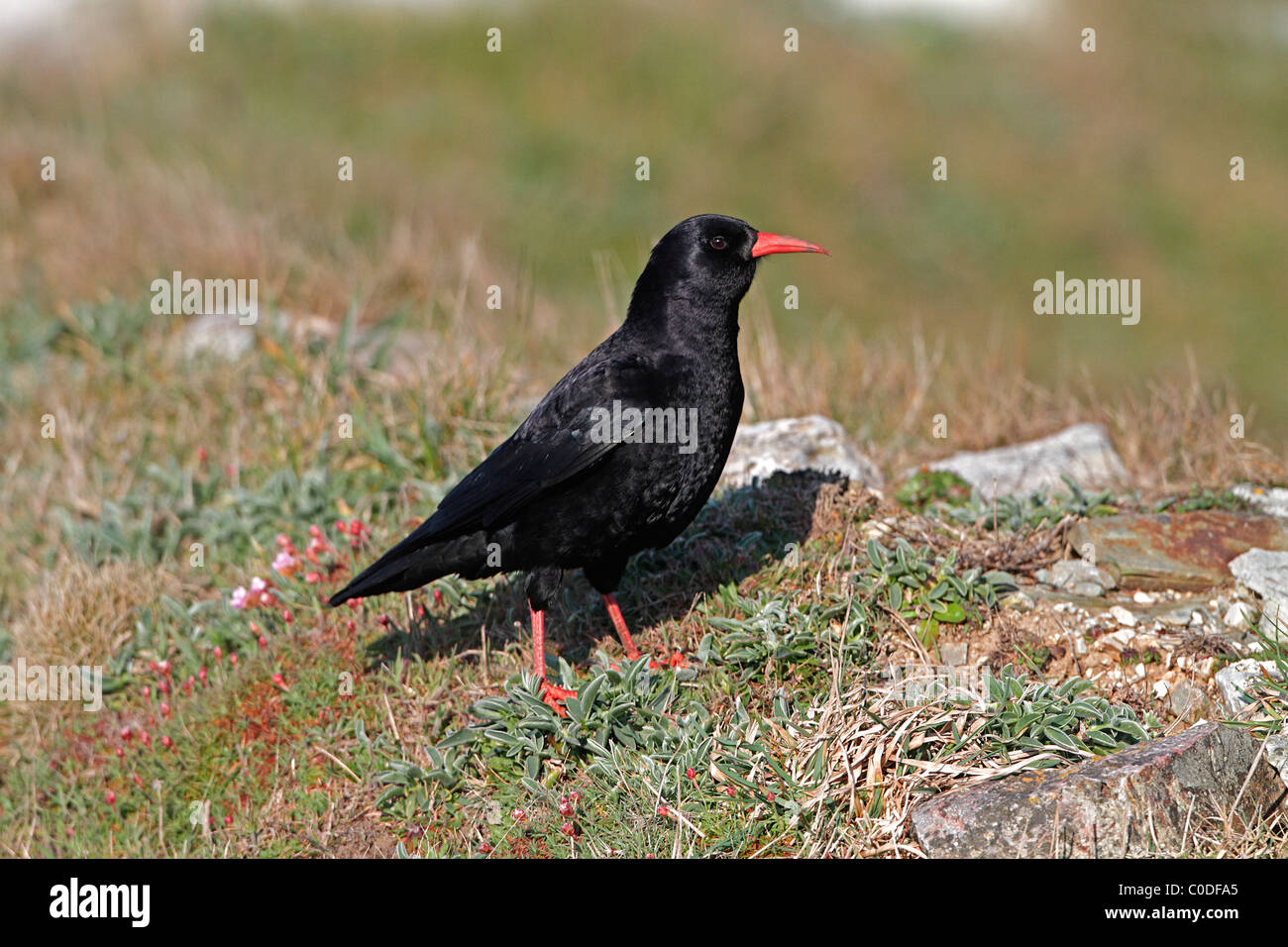 South stack rspb reserve hi-res stock photography and images - Alamy