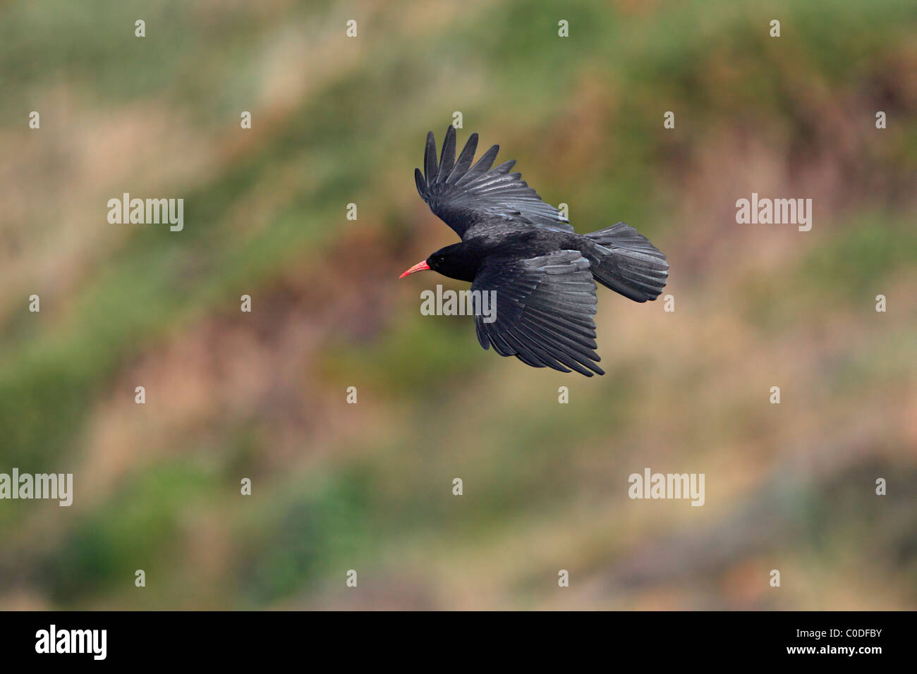 Rspb south stack cliff hi-res stock photography and images - Alamy