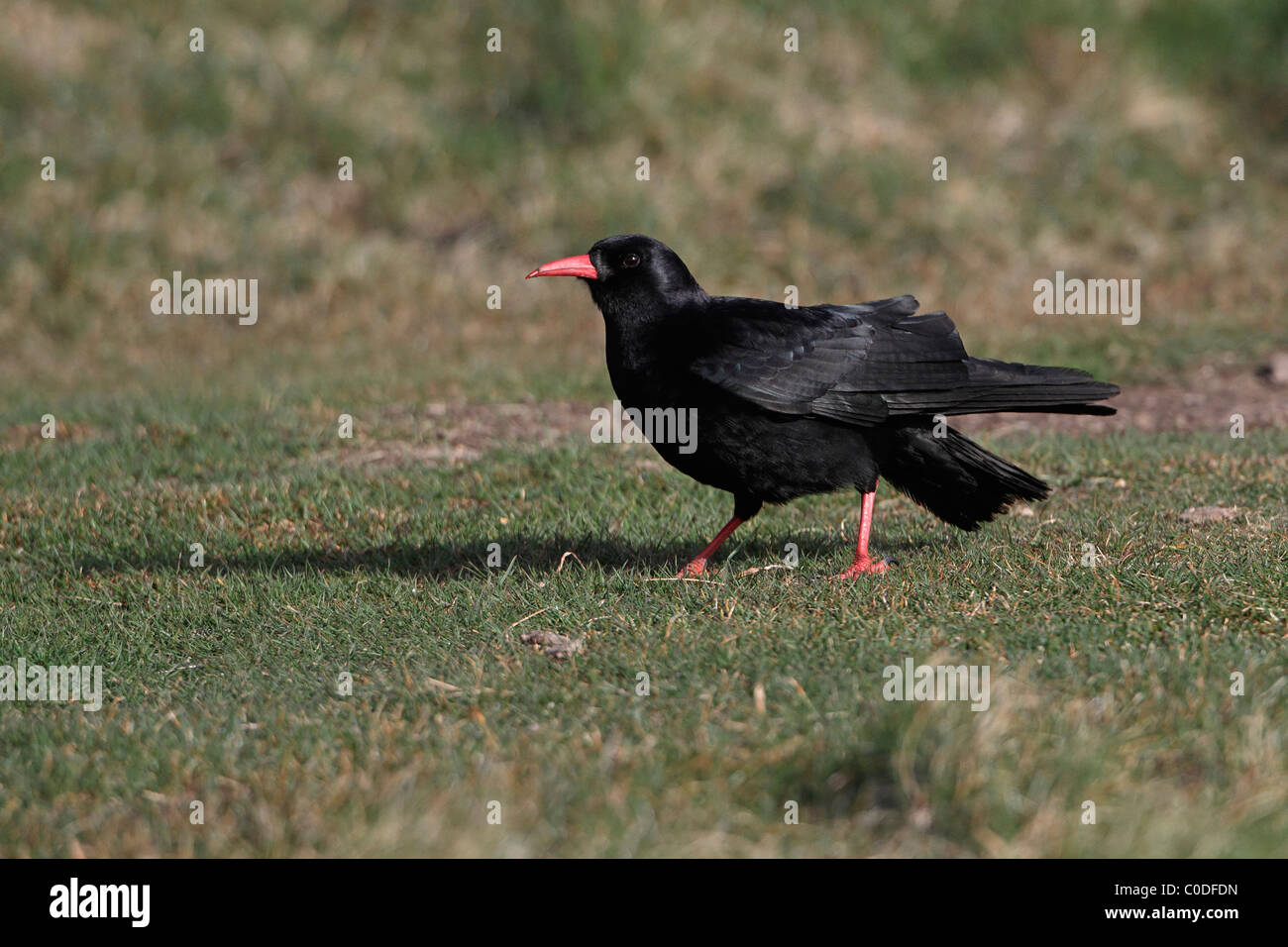 Chough (Pyrrhocorax pyrrhocorax) on grassy area on clifftop, South ...