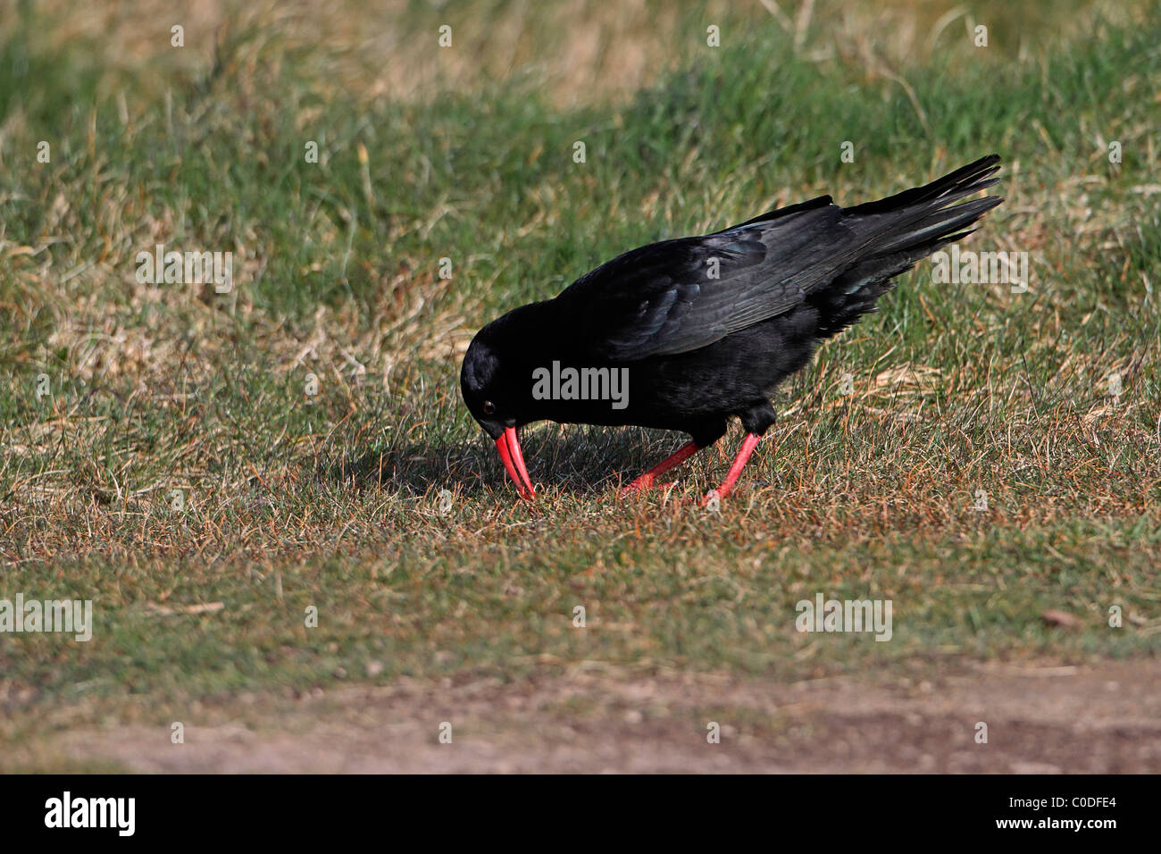 Rspb south stack cliff hi-res stock photography and images - Alamy