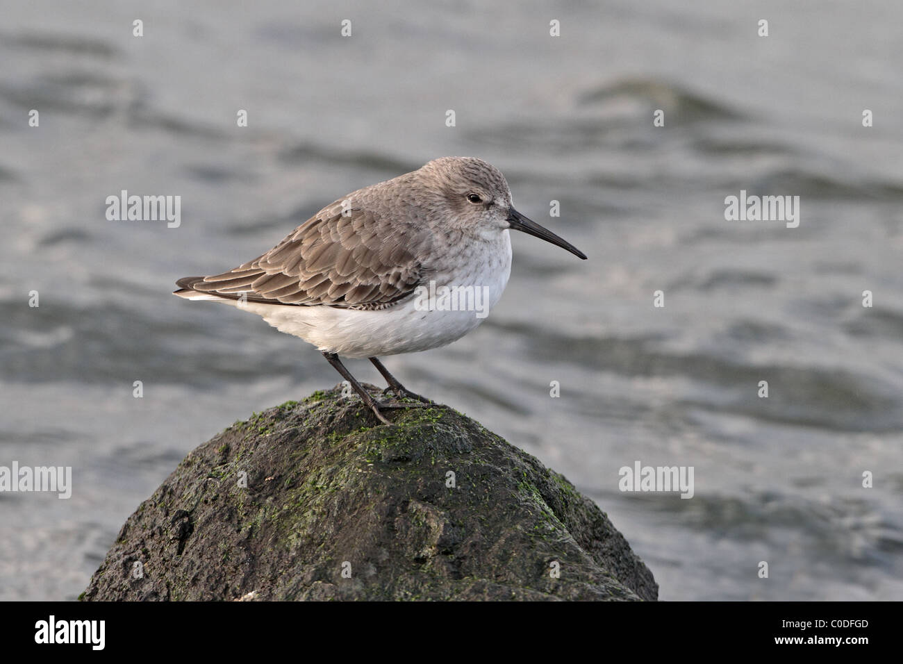 Dunlin (Calidris alpina) roosting on rock at high tide in winter ...