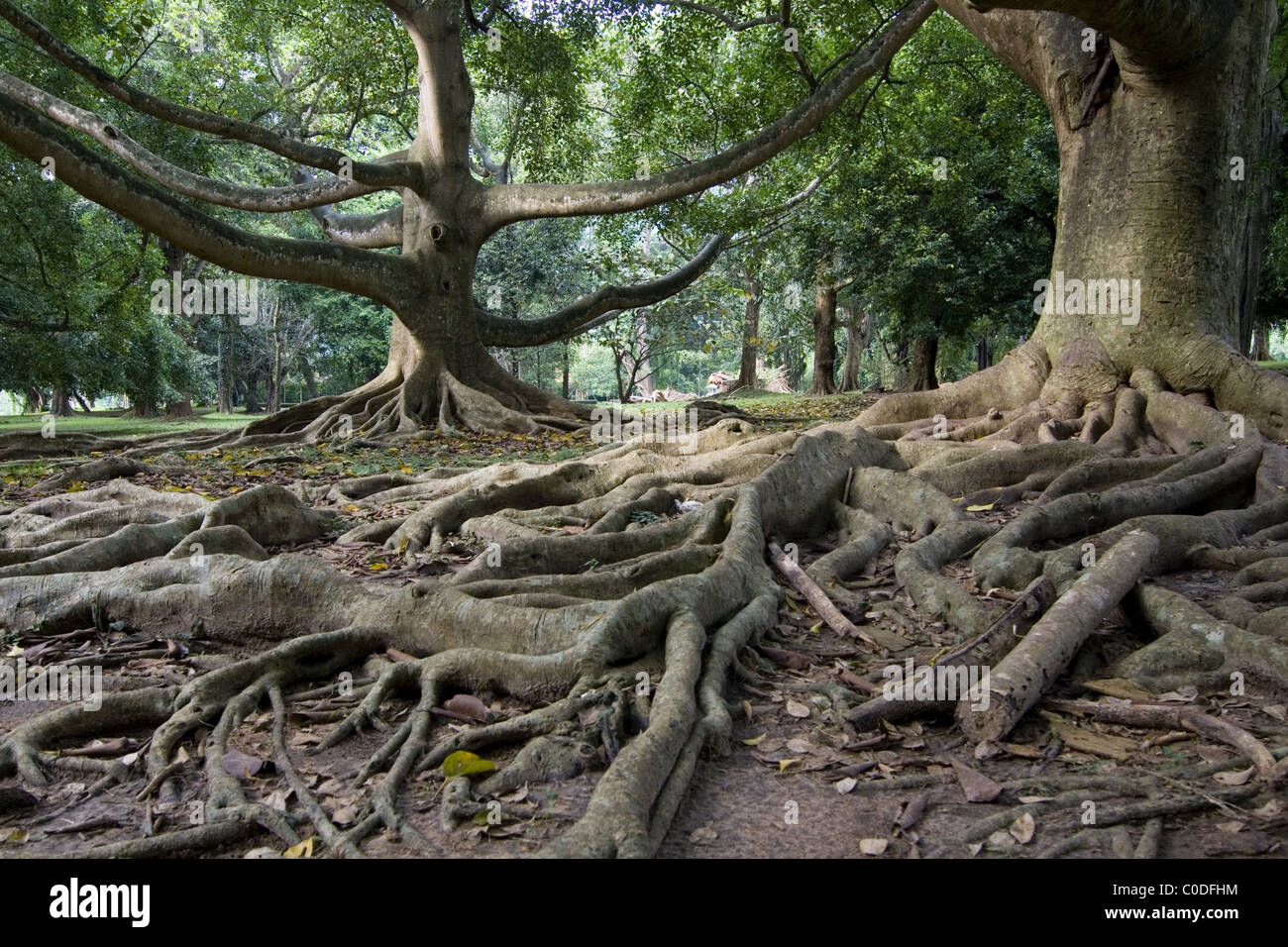 Primeval rainforest in Kandy, Sri Lanka Stock Photo - Alamy