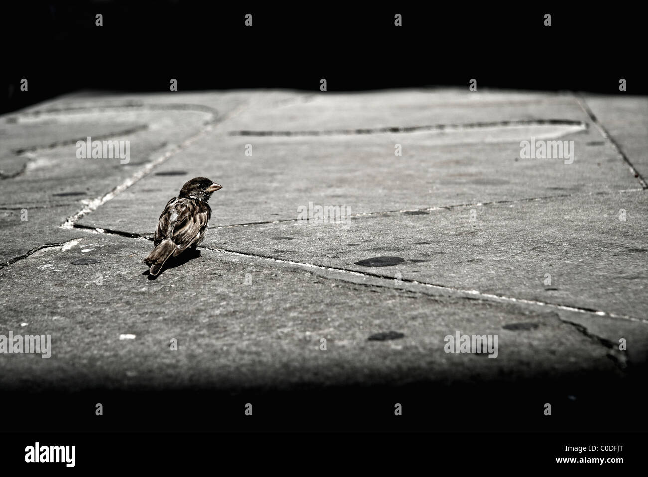 Pavement bird hi-res stock photography and images - Alamy