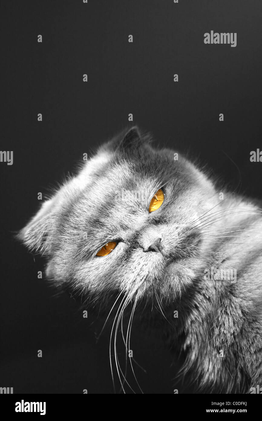 Angry cat hi-res stock photography and images - Alamy