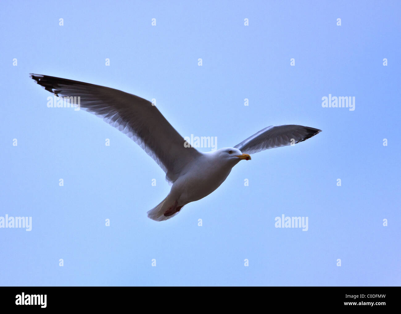English birds in flight hi-res stock photography and images - Alamy
