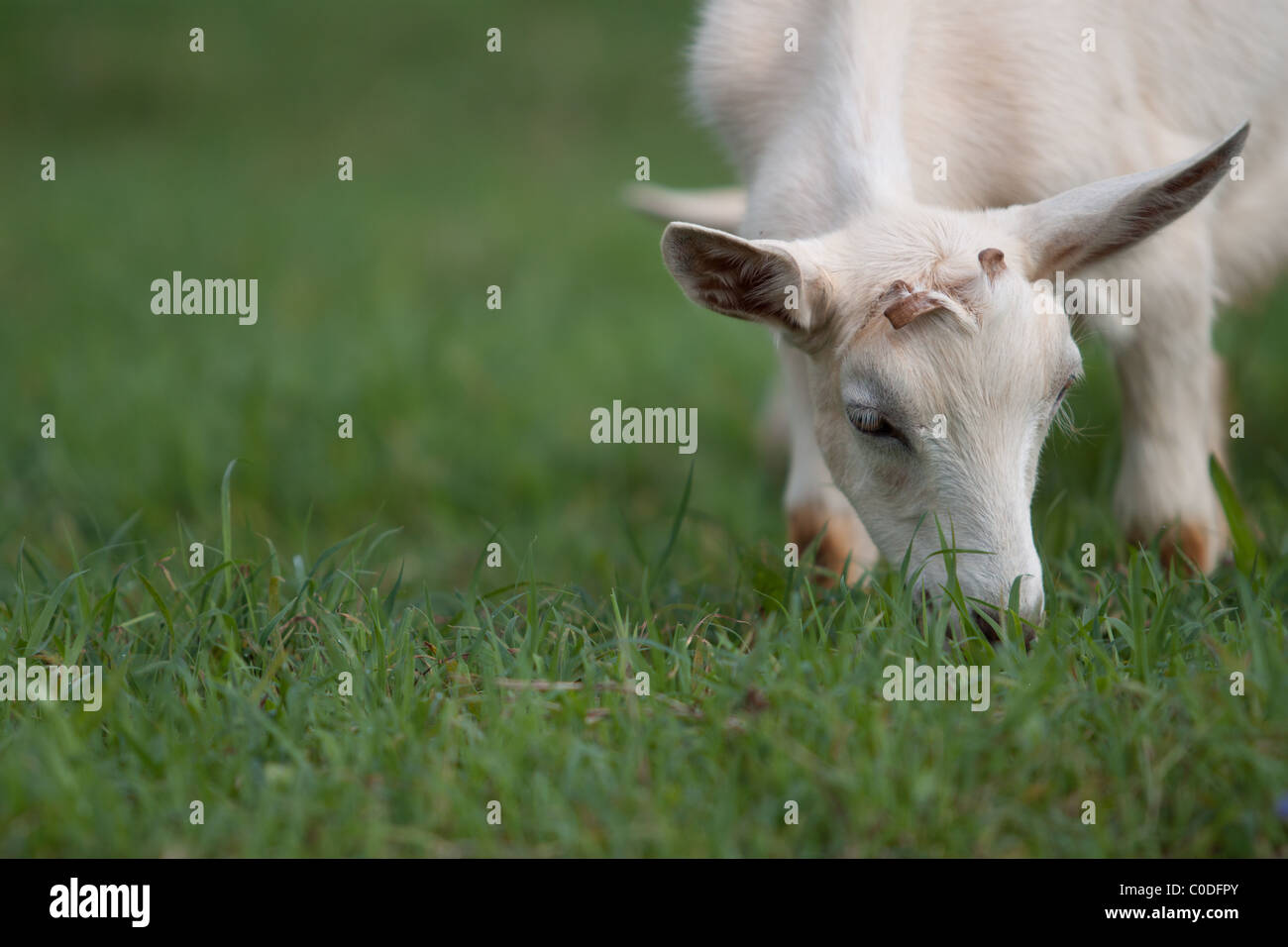Goat eating grass not field hi-res stock photography and images - Alamy