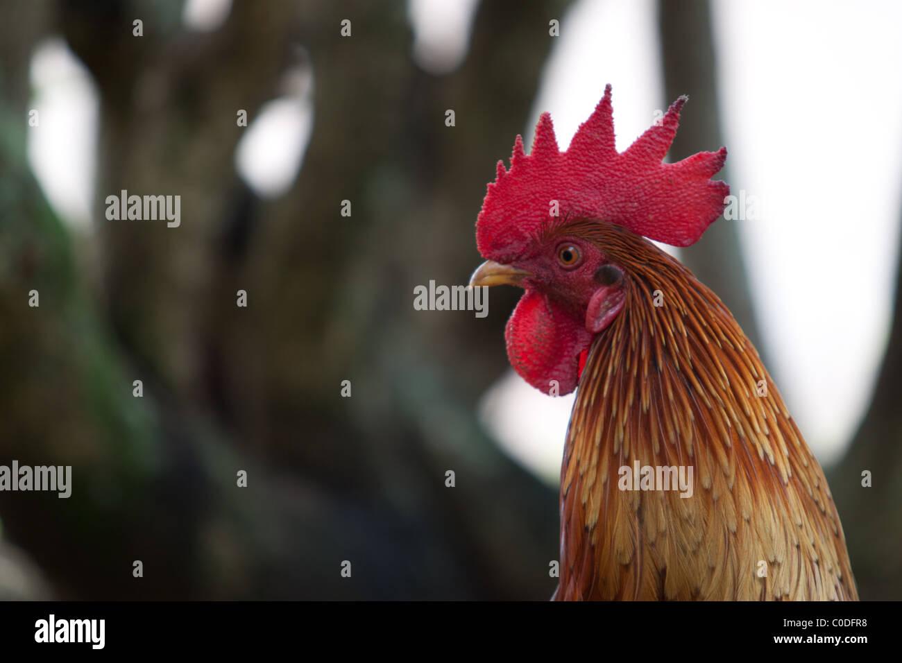 Profile of Rooster with Full Comb Stock Photo - Alamy