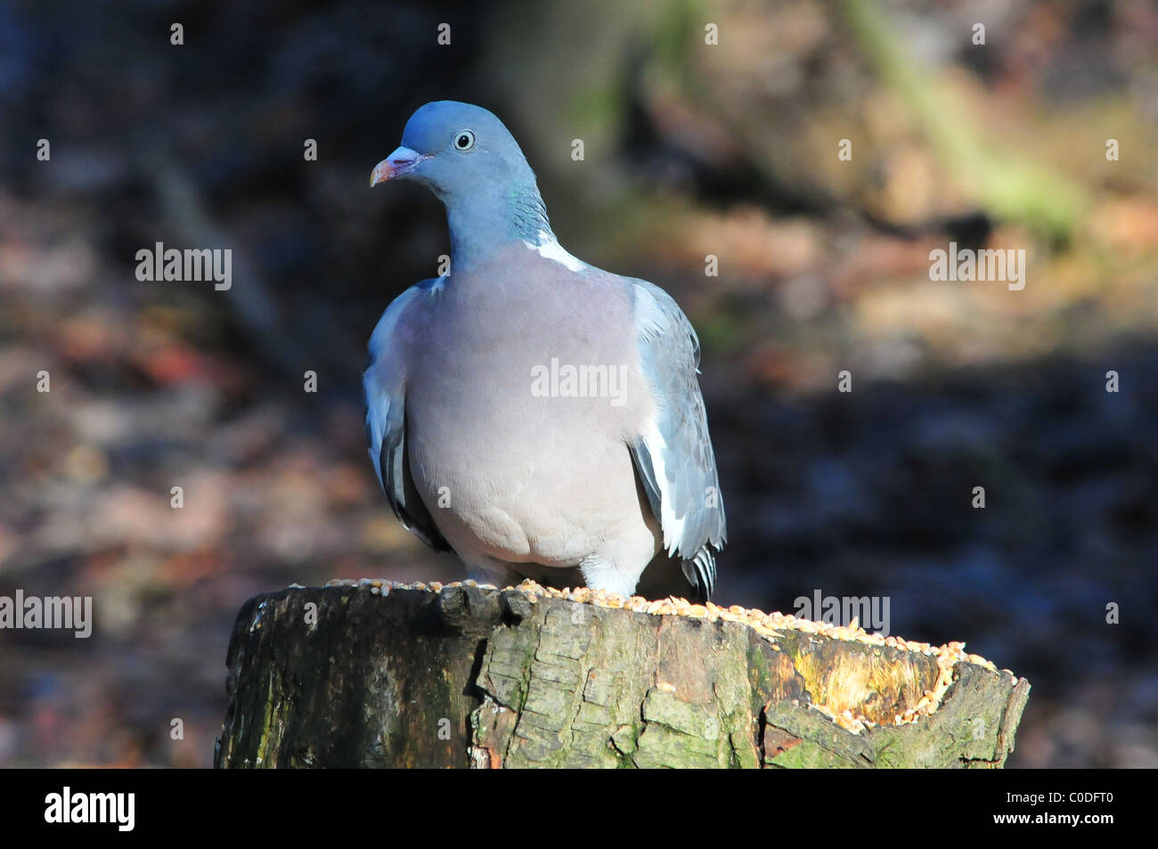 Pigeon standing hi-res stock photography and images - Alamy
