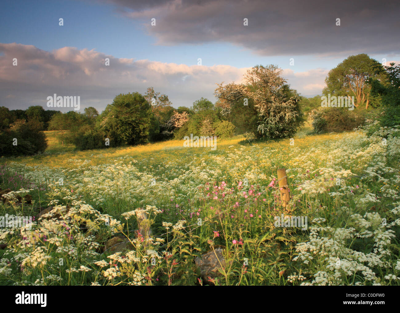 The summer evening light captures many colours of hay meadows ...