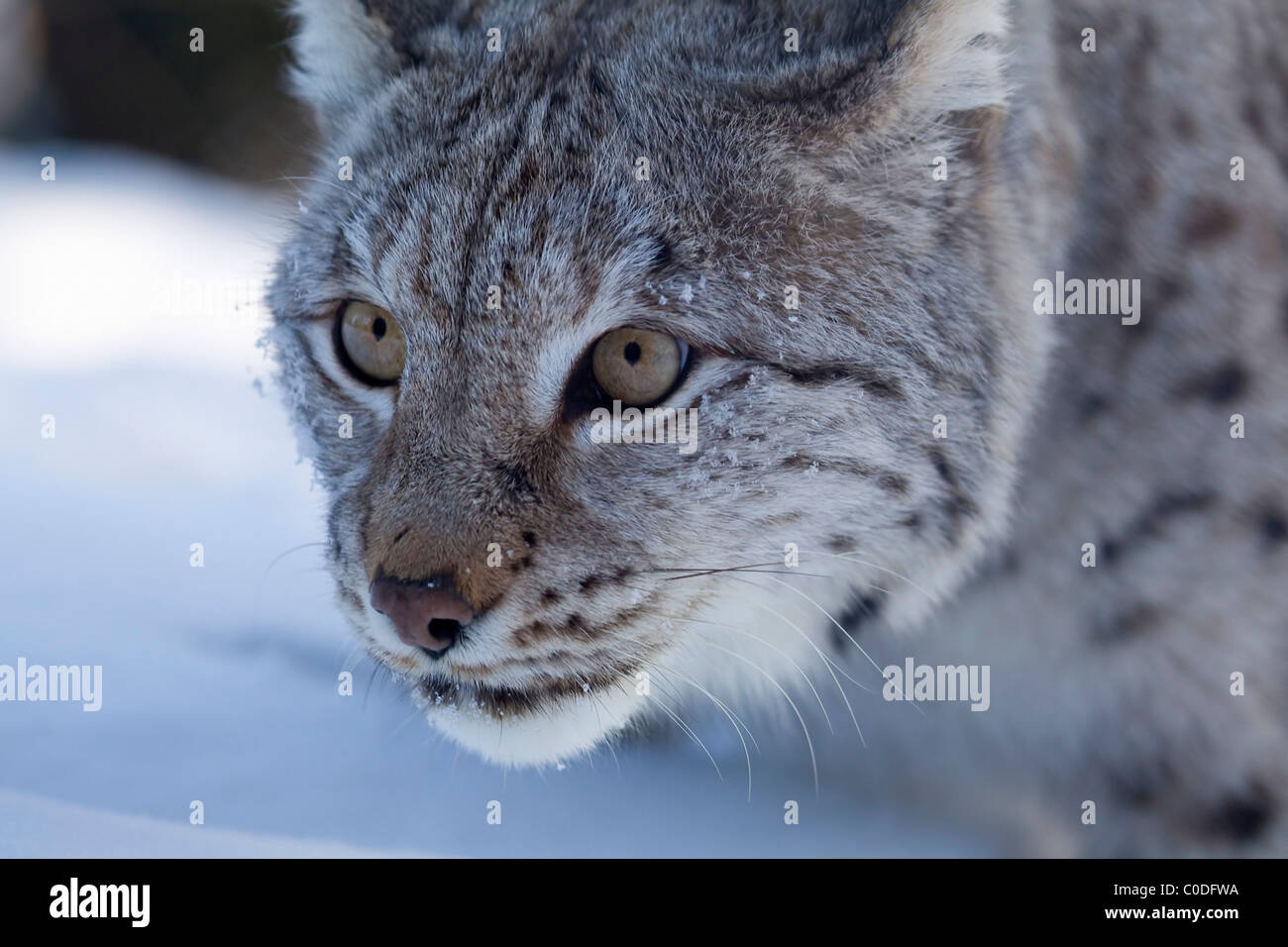 Eurasian Lynx (lynx lynx) close up headshot in the snow in Norway taken ...