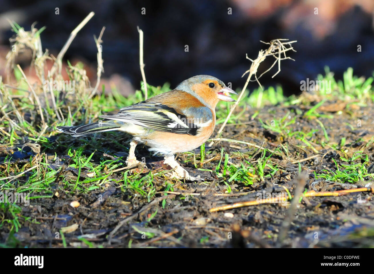 British chaffinch hi-res stock photography and images - Alamy