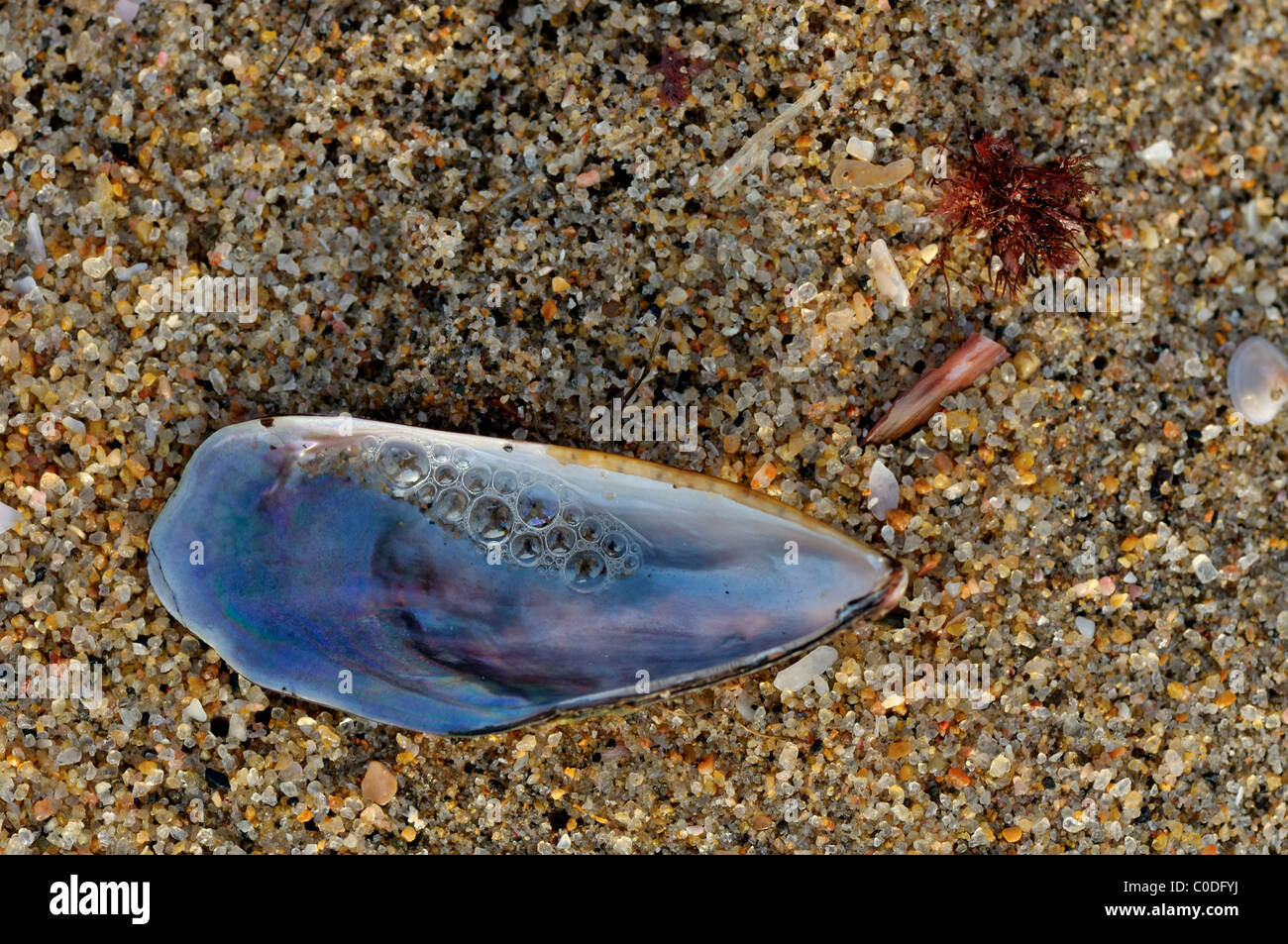 Seashell on the beach -by Indian Ocean Stock Photo - Alamy