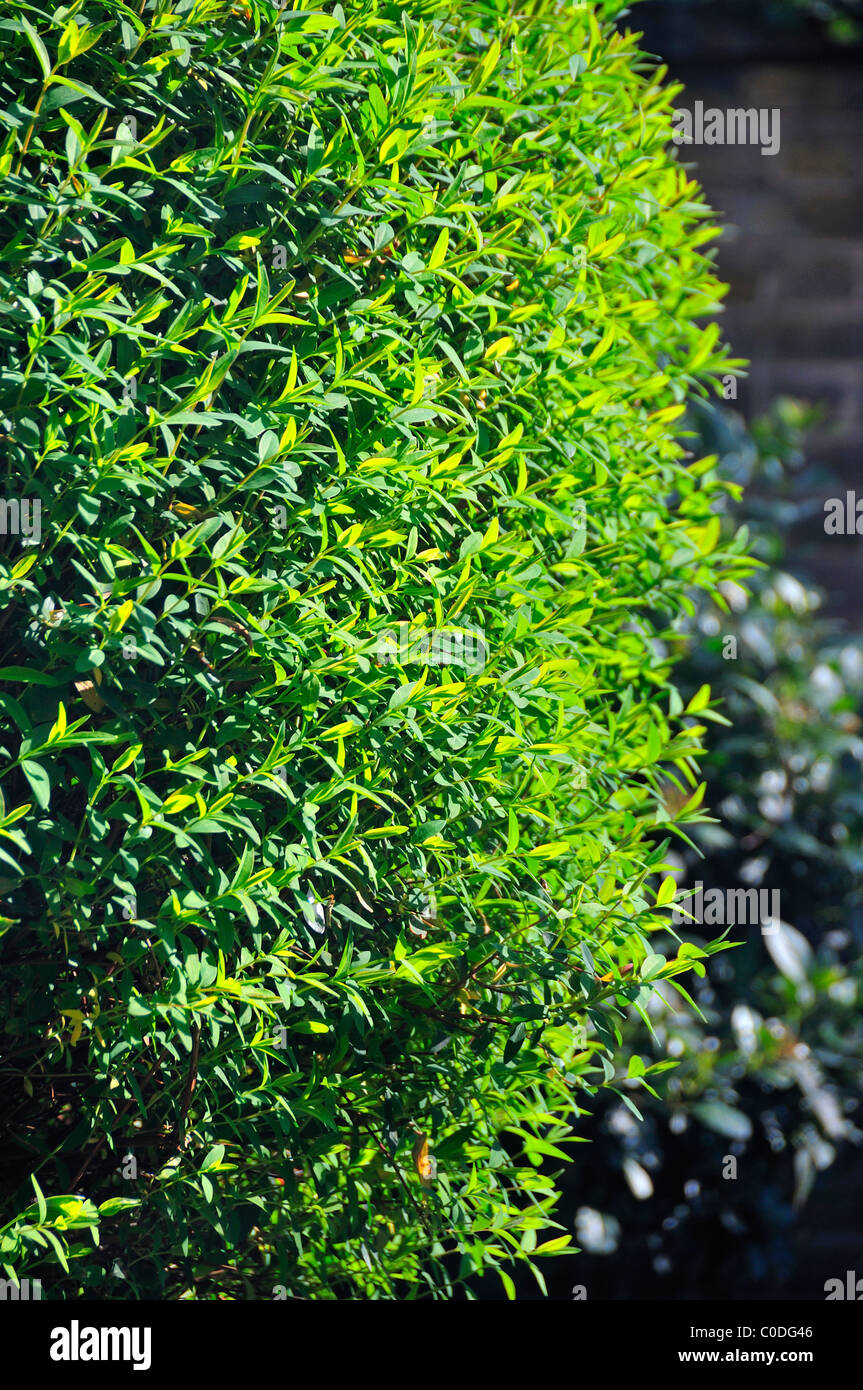green shoot bush Stock Photo - Alamy